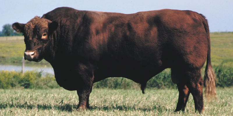 Most Profitable Cows Tractor Ranch Company Phoenix, AZ (602) 734-9944