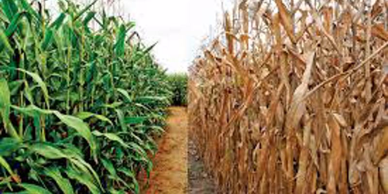 Climate Resistant Crops Tractor Ranch Company Phoenix, AZ (602) 734-9944