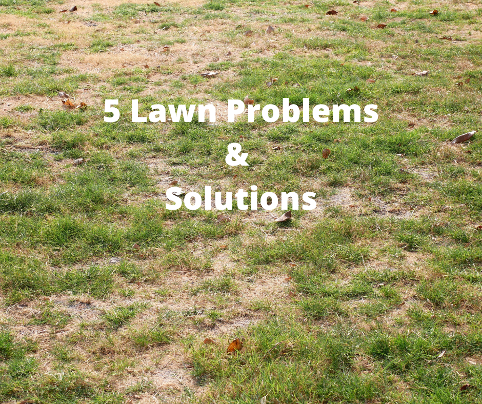 5-lawn-problem-and-solutions