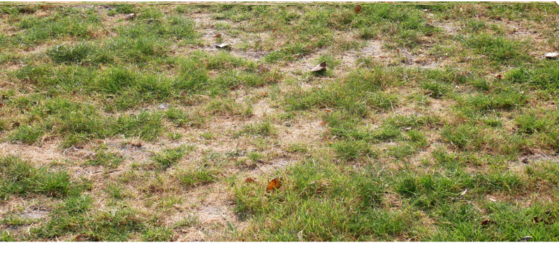 The Ultimate Guide to Transforming Your Ugly Lawn