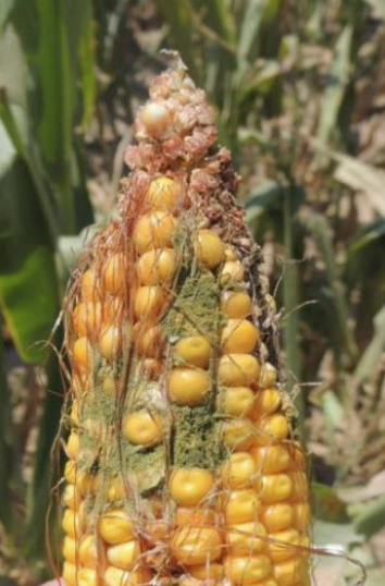 Treating Diseased Corn Tractor Ranch Company Phoenix, AZ (602) 734-9944