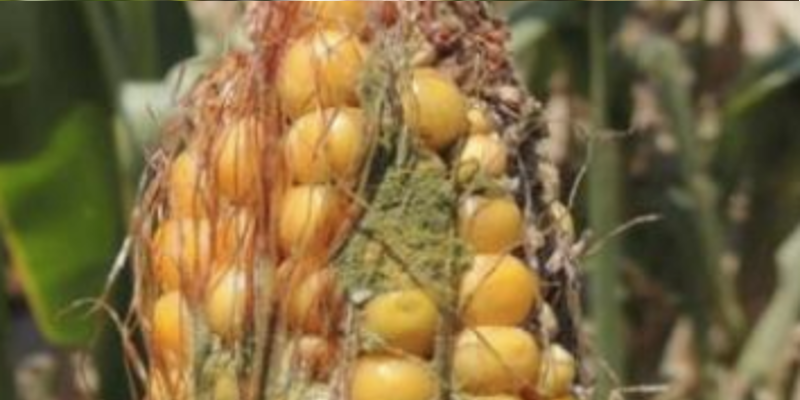 Treating Diseased Corn Tractor Ranch Company Phoenix, AZ (602) 734-9944