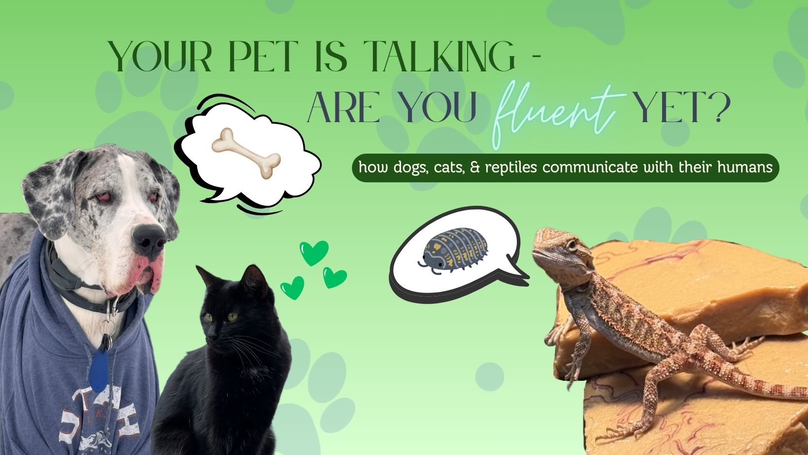 Your Pets Are Talking - Are You Fluent Yet?