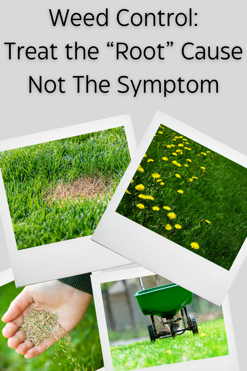 Wondering when the best time for weeding and seeding your lawn is ...