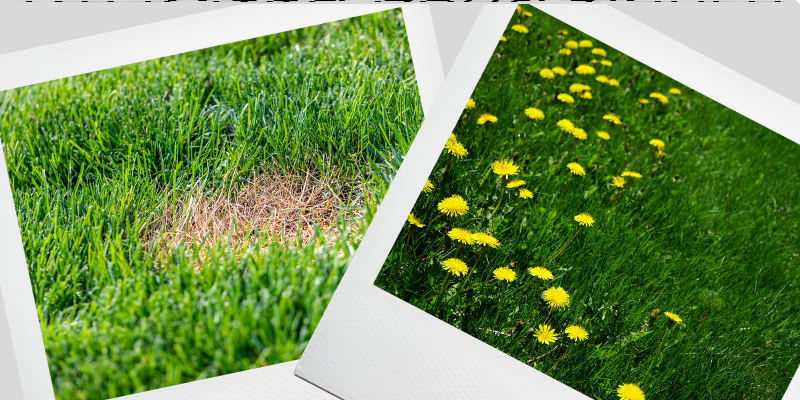 Wondering when the best time for weeding and seeding your lawn is ...