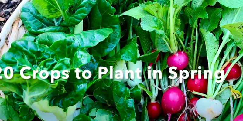 20 Crops to Plant in Your Spring Garden Tractor Ranch Company Phoenix ...