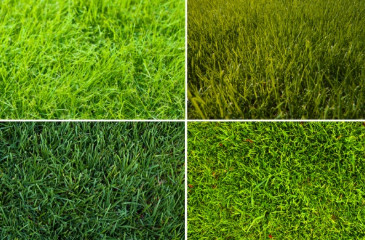 Lebanon Turf Grass Seed