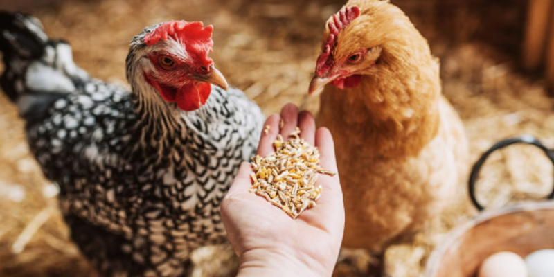 Raise Chickens Now Tractor Ranch Company Phoenix, AZ (602) 699-5300