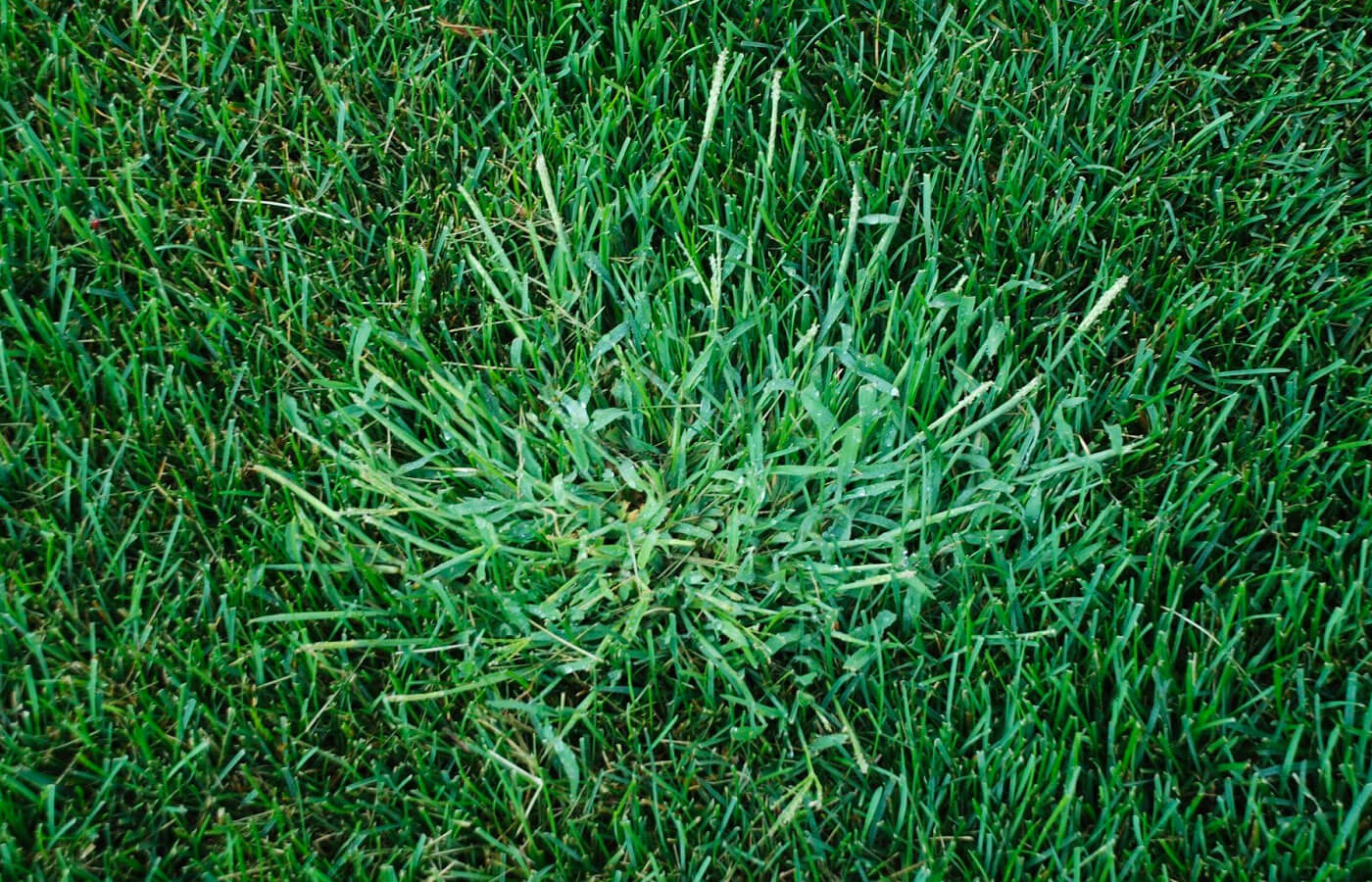 Crabgrass lawn store