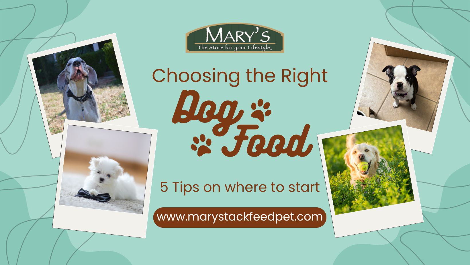 5 Tips on Choosing the Right Dog Food