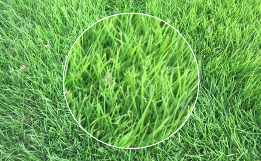 The Benefits of Applying Selective Herbicides for Weed Control in ...