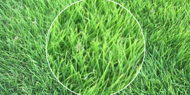 The Benefits of Applying Selective Herbicides for Weed Control in ...