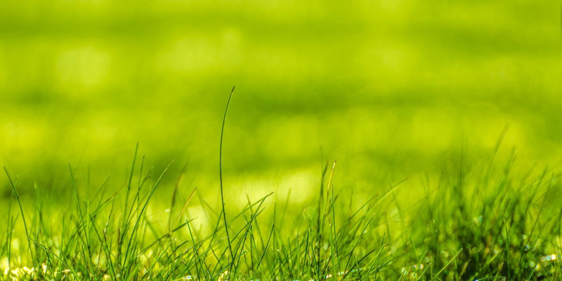 The Lazy Gardener's Guide: How Doing Less Can Lead to a Healthier Lawn