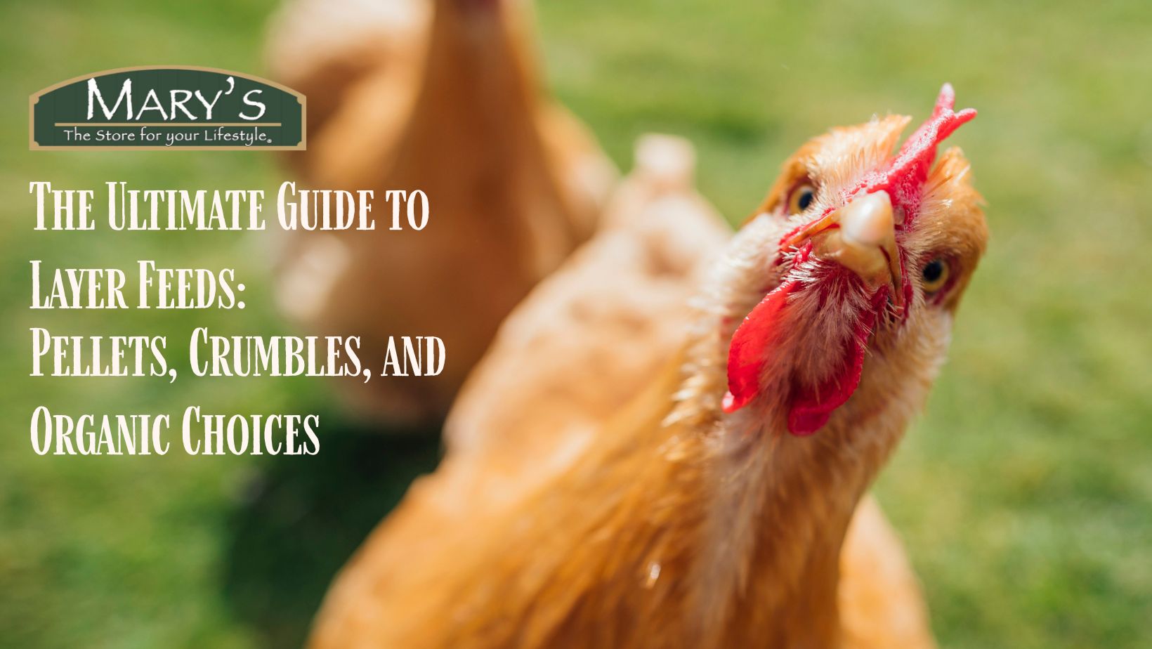 The Ultimate Guide to Layer Feeds: Pellets, Crumbles, and Organic Choices