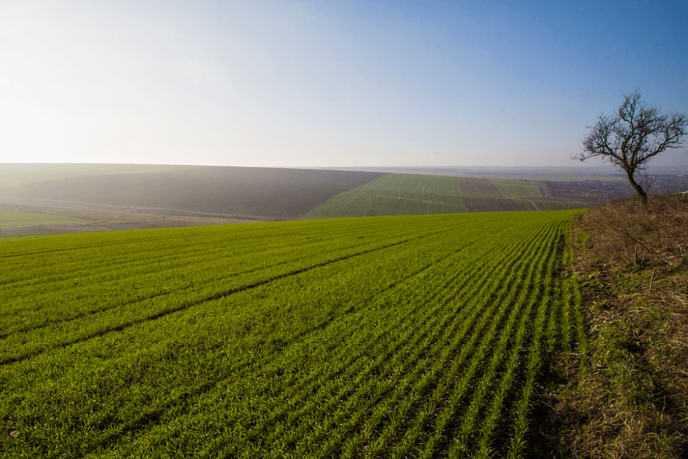 How to Clear Land for Farming! | 48-Year Veteran Explains