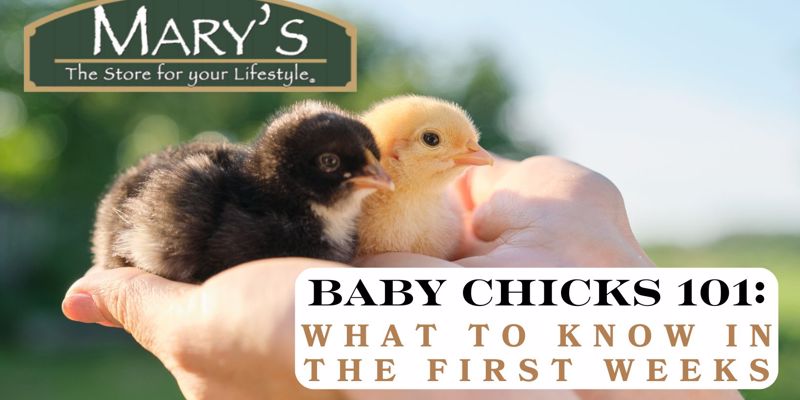 Baby Chicks 101: What to Know in the First Weeks
