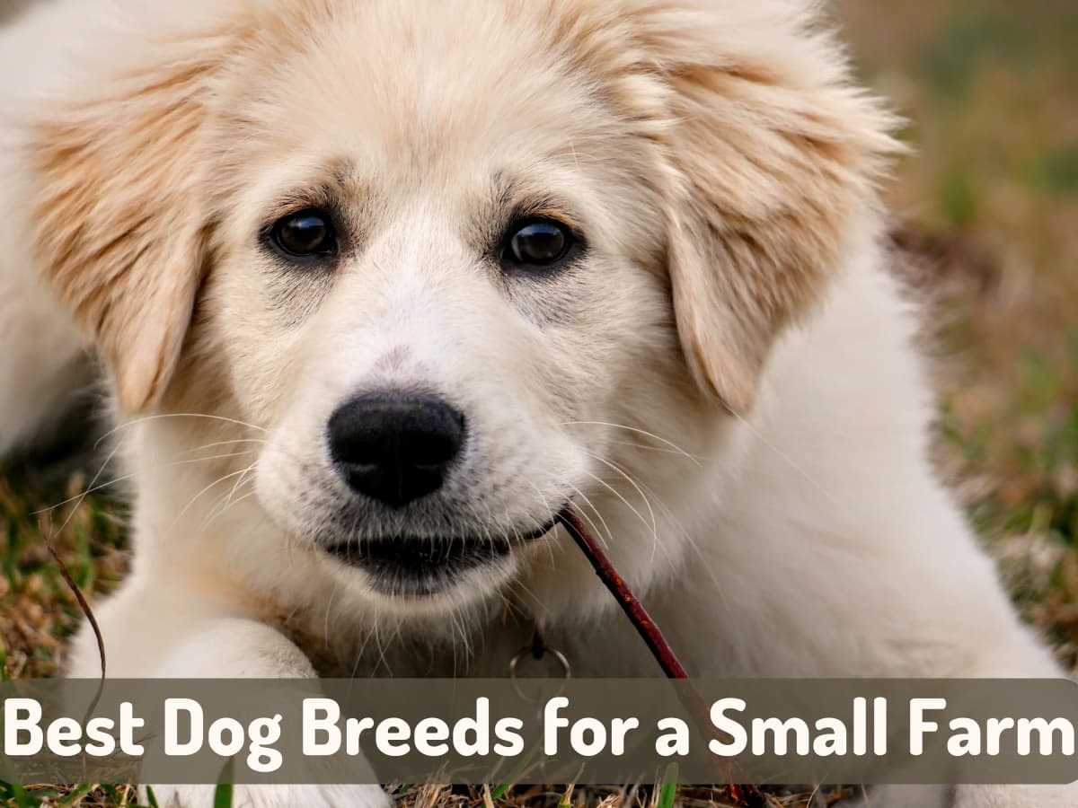 The Best Farm Dogs Revealed Tractor Ranch Company Phoenix, AZ (602) 699 ...