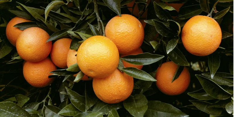How to Grow Oranges Tractor Ranch Company Phoenix, AZ (602) 734-9944